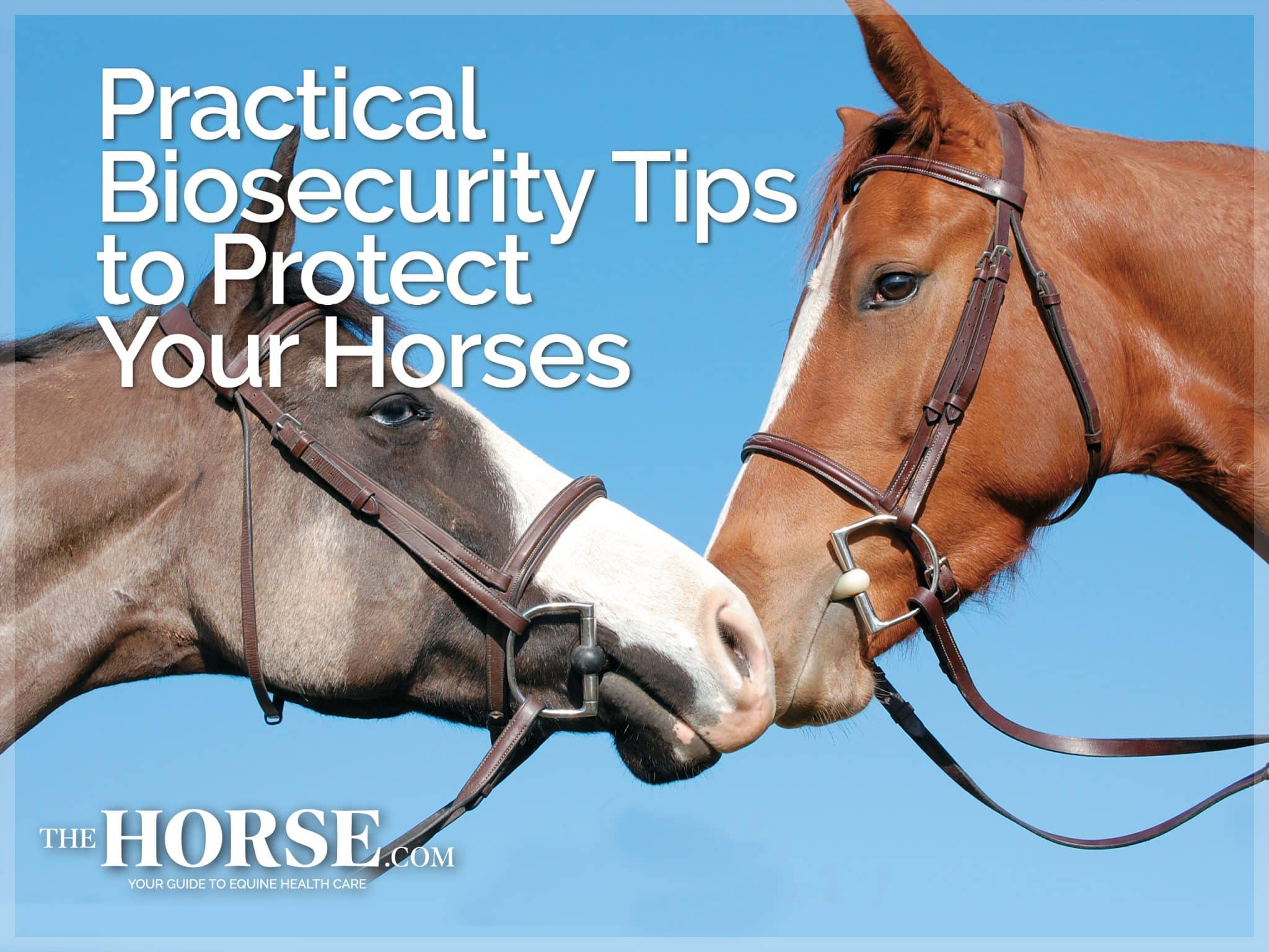 Practical Biosecurity Tips to Protect Your Horses – The Horse