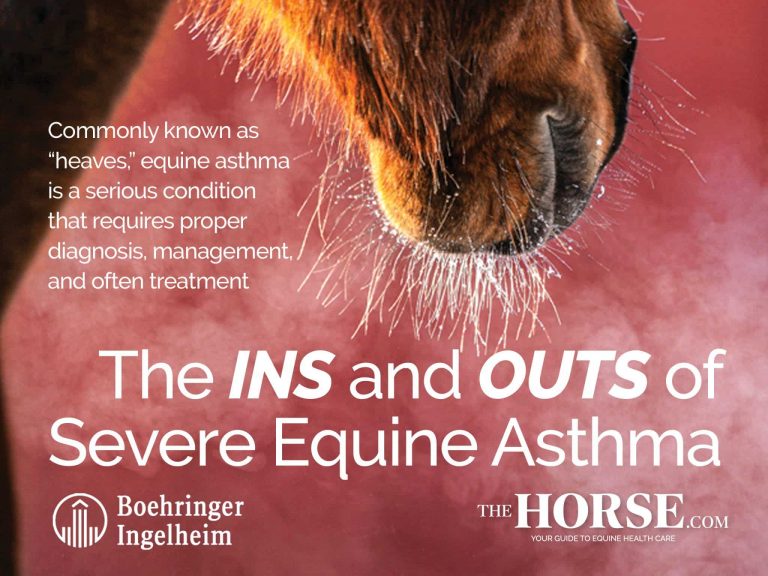 How to Recognize Equine Pasture Asthma – The Horse