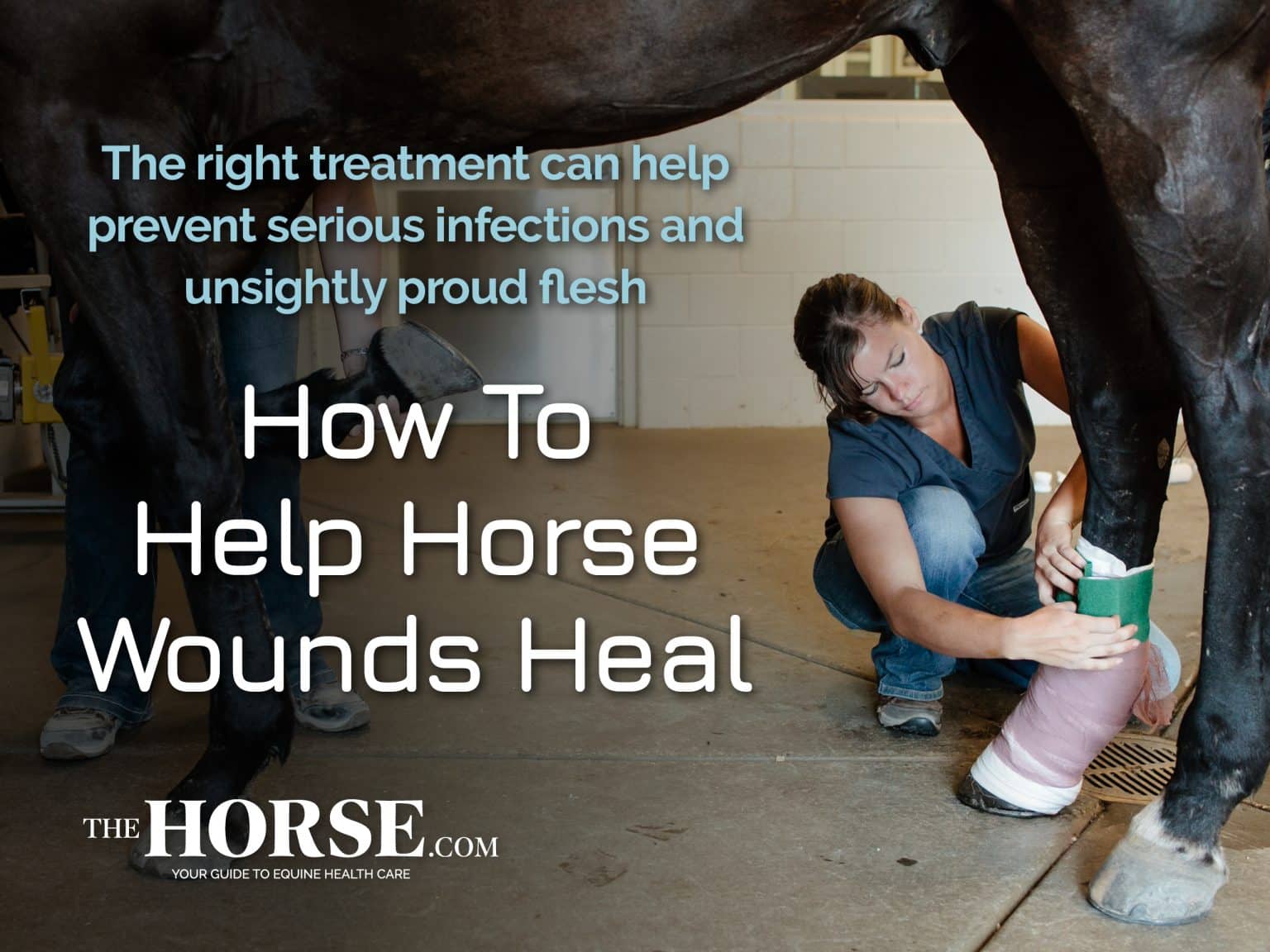 Understanding Proud Flesh – The Horse