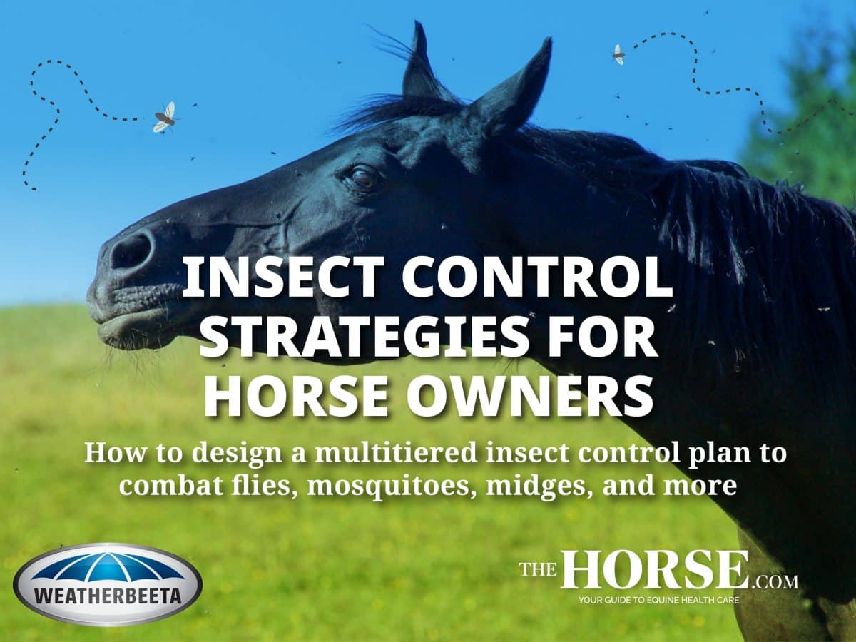 Features – The Horse