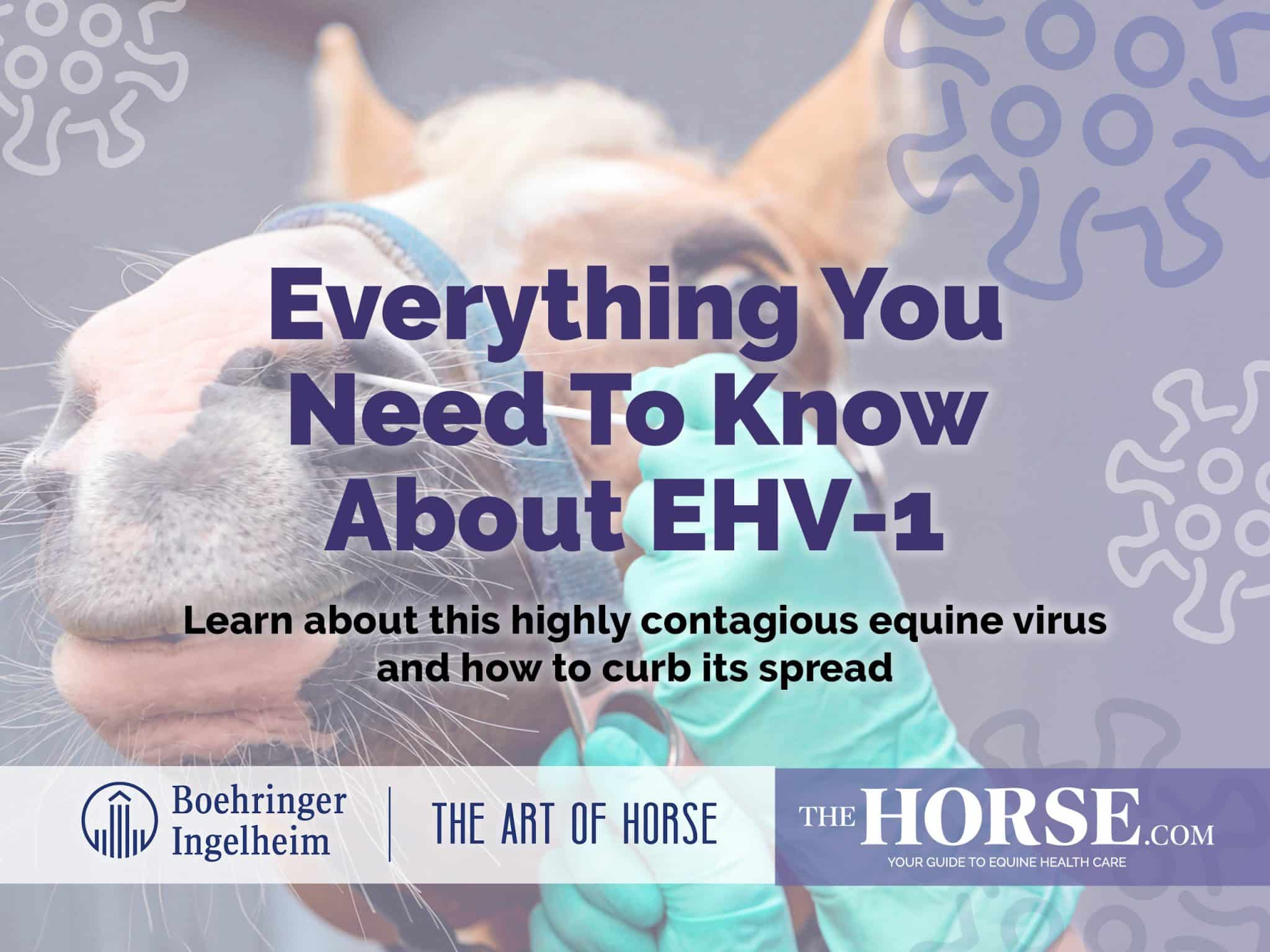 Everything You Need To Know About EHV-1 – The Horse