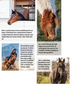 Does Your Horse Need a Ration Balancer? – The Horse