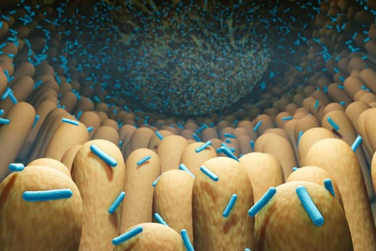 The Equine Microbiota by Body System – The Horse