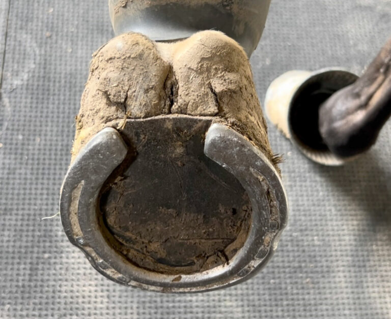 Horse Heel Pain: Diagnosis and Treatment – The Horse