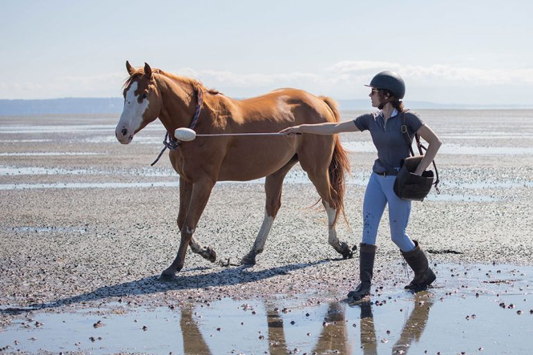 Understanding Classical Conditioning in Horses – The Horse