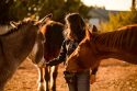 Understanding Classical Conditioning in Horses – The Horse