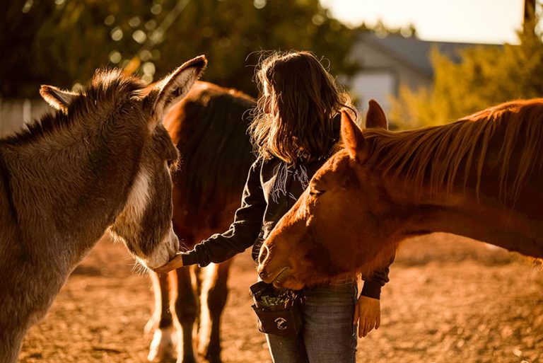 Understanding Classical Conditioning in Horses – The Horse