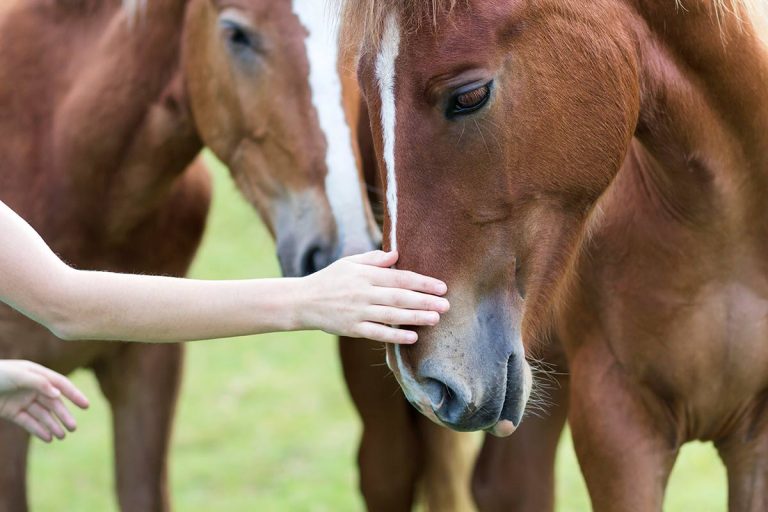 Where Are We With Equine Cribbing Research? – The Horse