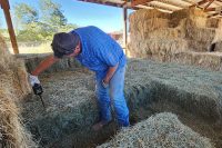 How to Test Horse Hay Moisture Levels – The Horse