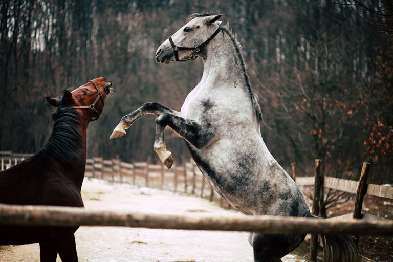 Free Fecal Water Syndrome Explained – The Horse