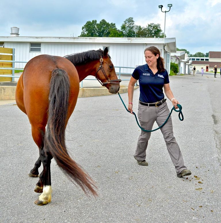 The Systematic Equine Neurologic Exam – The Horse
