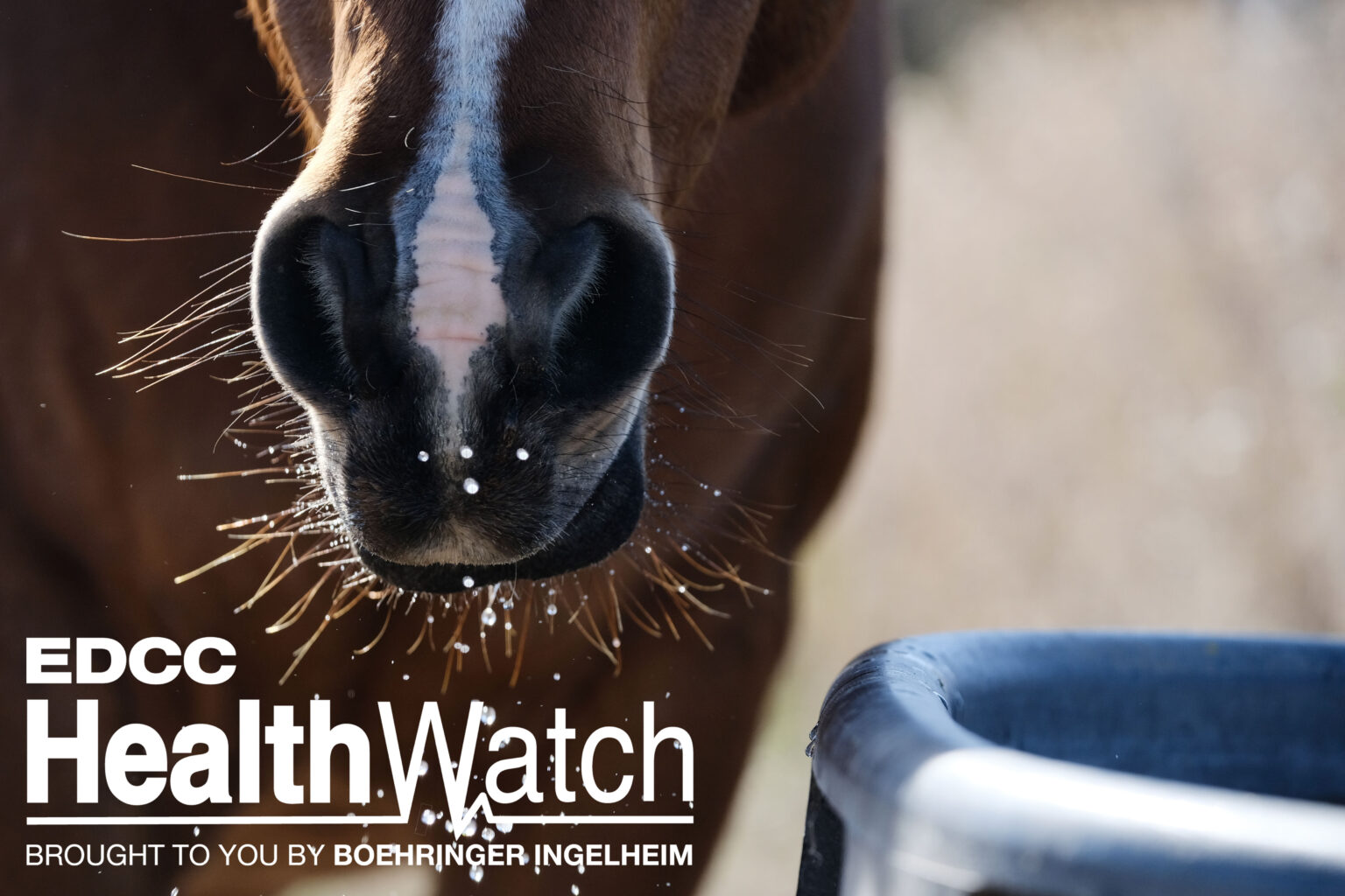 Florida Gelding Tests Positive for Strangles – The Horse