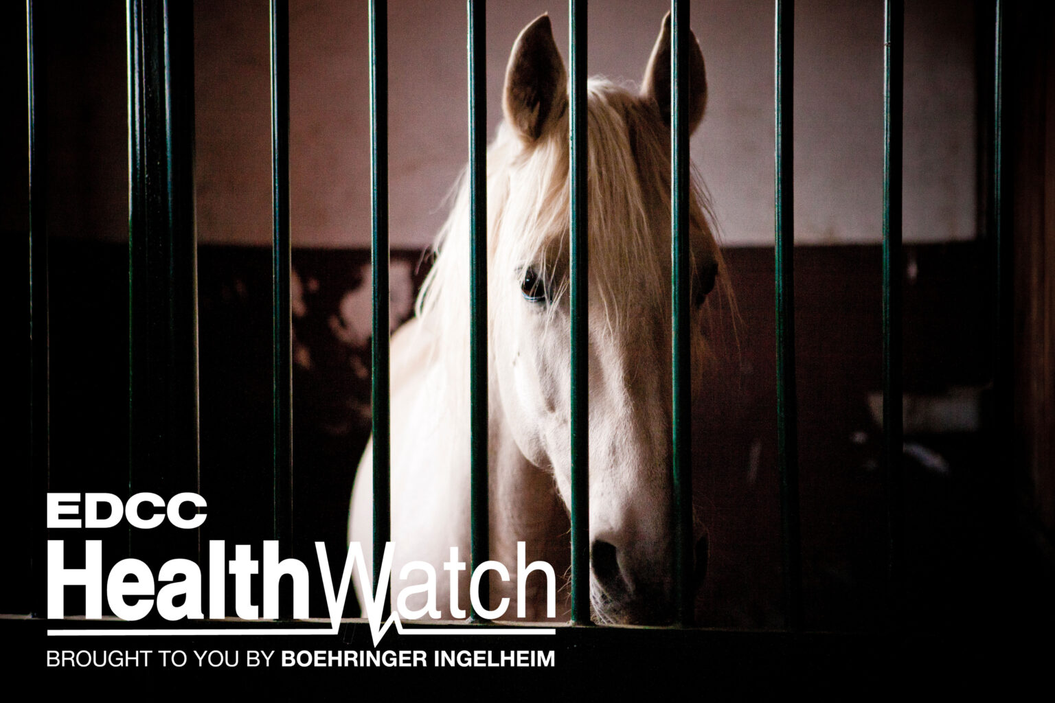 43 Florida Horses Confirmed Positive for CEM – The Horse