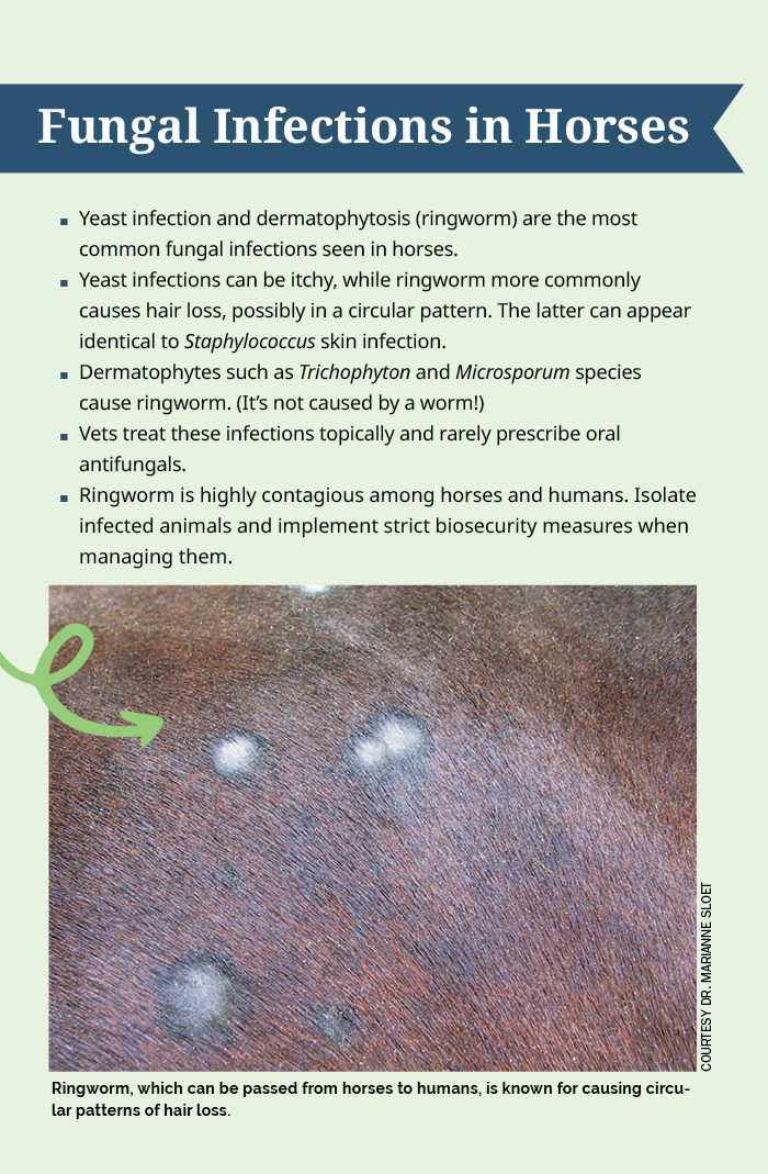Bacterial and Fungal Skin Infections in Horses: Know the Difference – The Horse