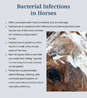 Bacterial and Fungal Skin Infections in Horses: Know the Difference – The Horse
