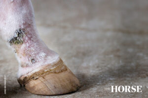 Bacterial and Fungal Skin Infections in Horses: Know the Difference ...
