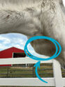 Equine Strangles: An Old Disease in a Modern World – The Horse