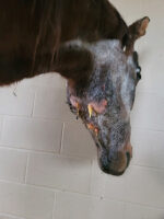 Equine Strangles: An Old Disease in a Modern World – The Horse