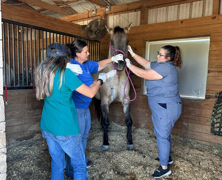 Equine Strangles: An Old Disease in a Modern World – The Horse