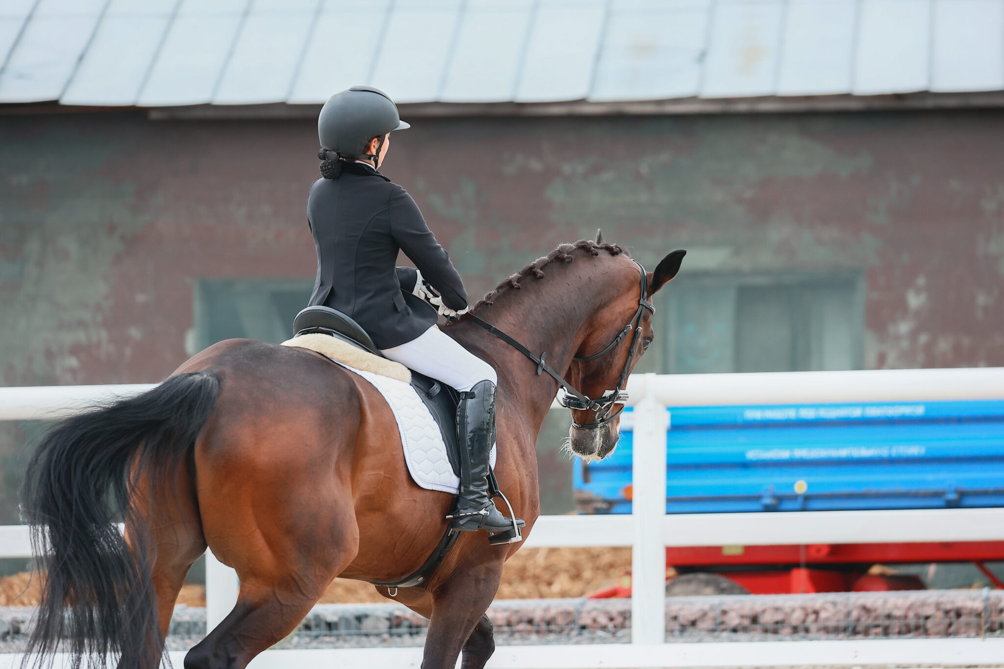 Subtle Signs of Equine Ulcers and Promising Diagnostic Tools – The Horse