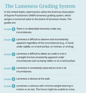 Key Insights on an Equine Lameness Exam – The Horse