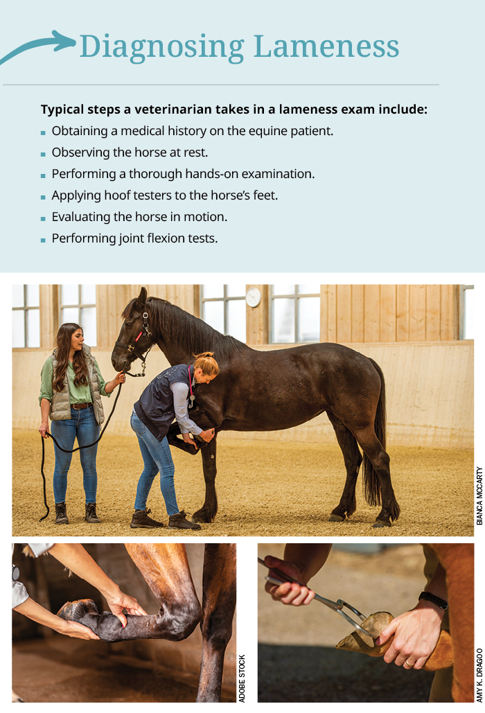 Key Insights on an Equine Lameness Exam – The Horse
