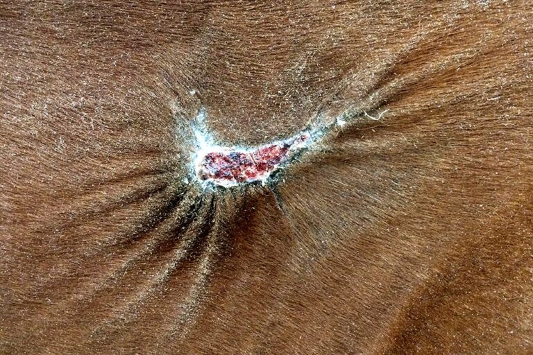 HERDA: 20 Years Later – The Horse