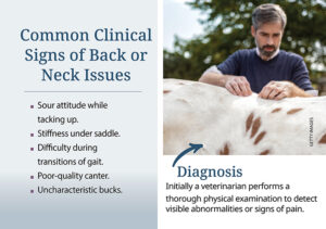 Diagnosing Equine Neck and Back Disease or Injury – The Horse