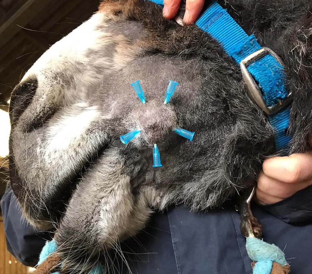 The Complex Puzzle of Sarcoids – The Horse