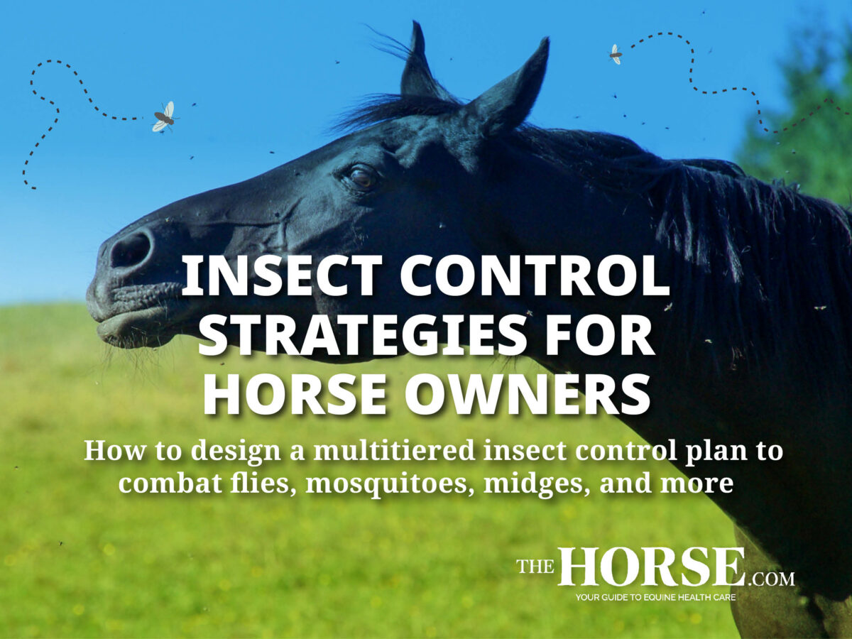 Features – The Horse