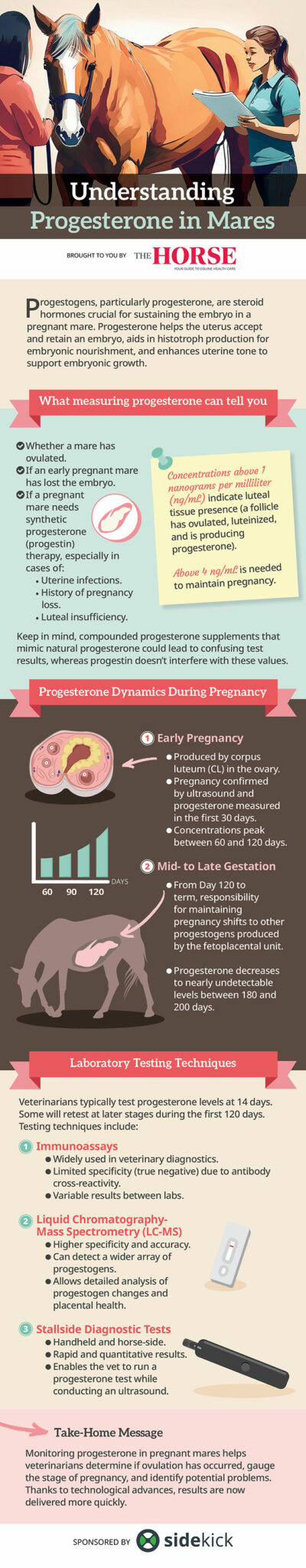 Infographic: Understanding Progesterone in Mares – The Horse
