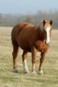 Equine Body Condition: From Too Fat to Too Thin to Just Right – The Horse