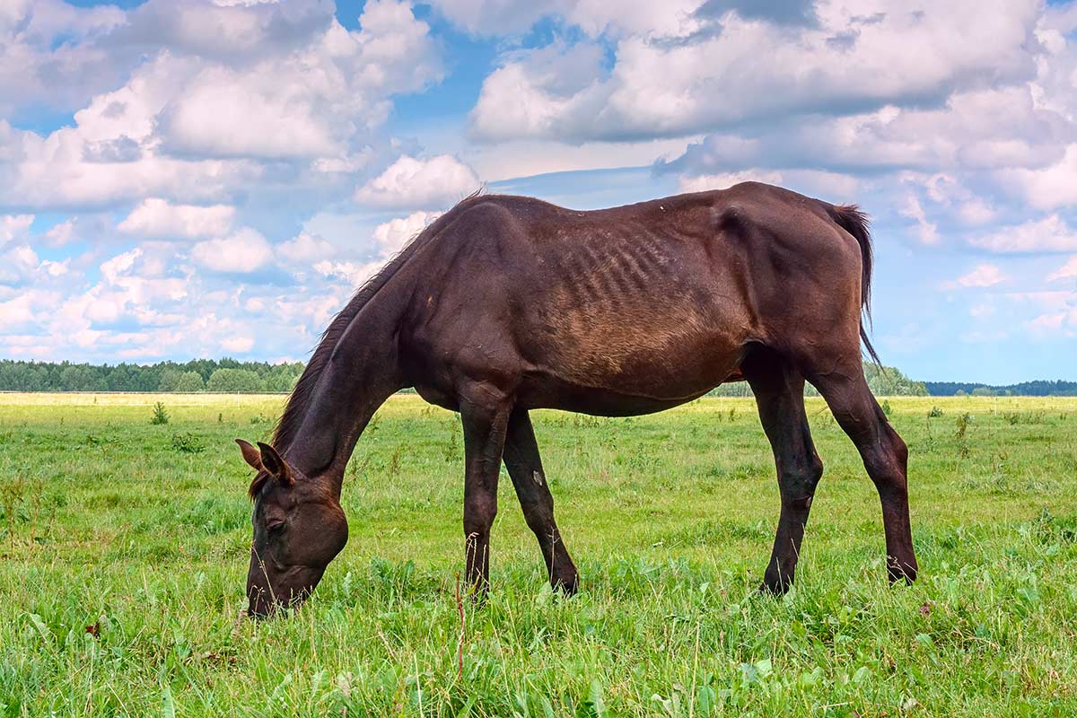 Equine Body Condition: From Too Fat to Too Thin to Just Right – The Horse