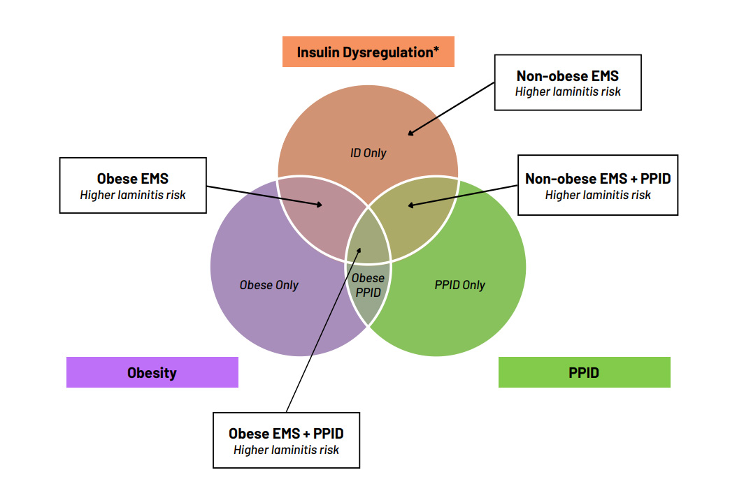 Common Misunderstandings About Equine Endocrine Issues – The Horse