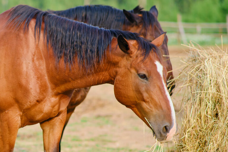The Skinny on Slow Feeders for Horses – The Horse
