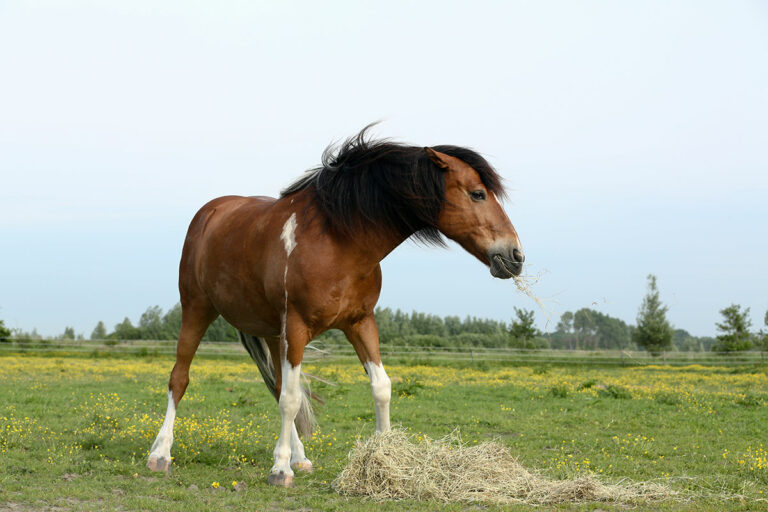 The Skinny on Slow Feeders for Horses – The Horse