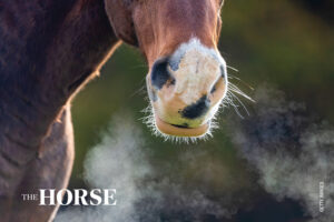 Why Is Your Horse Roaring and Whistling? – The Horse