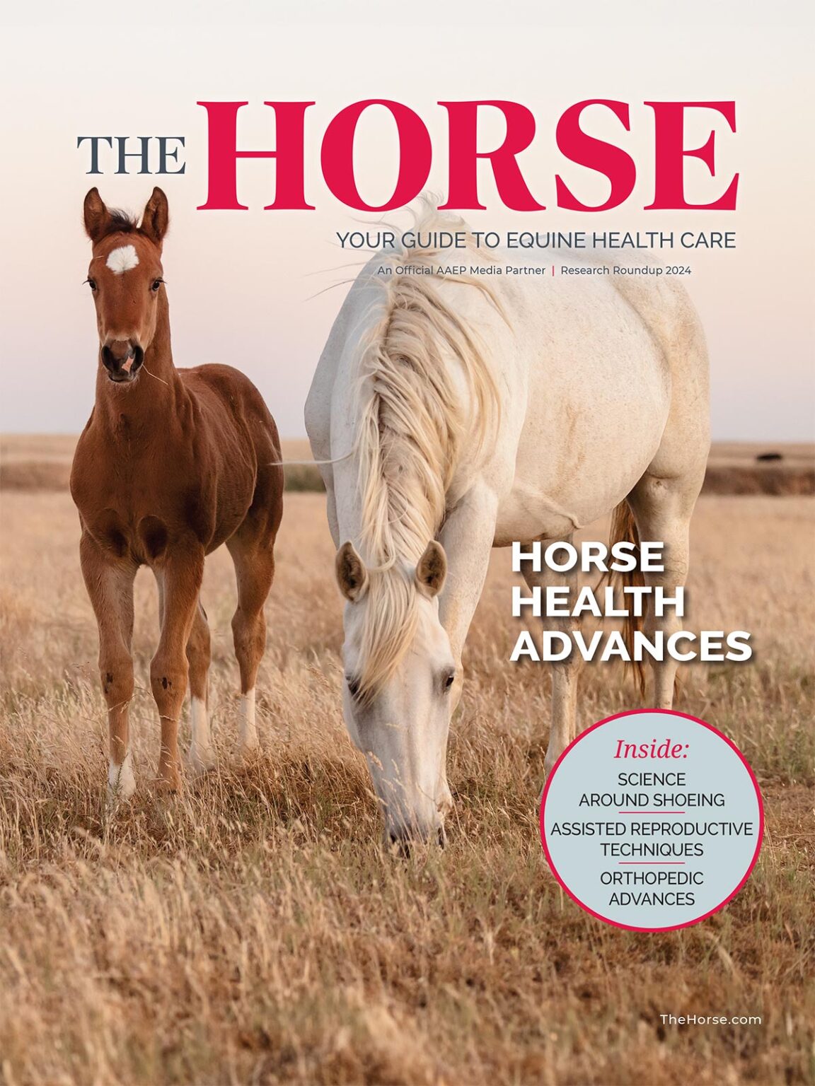 Investigating Prebiotics’ Role in Managing Equine Leaky Gut – The Horse