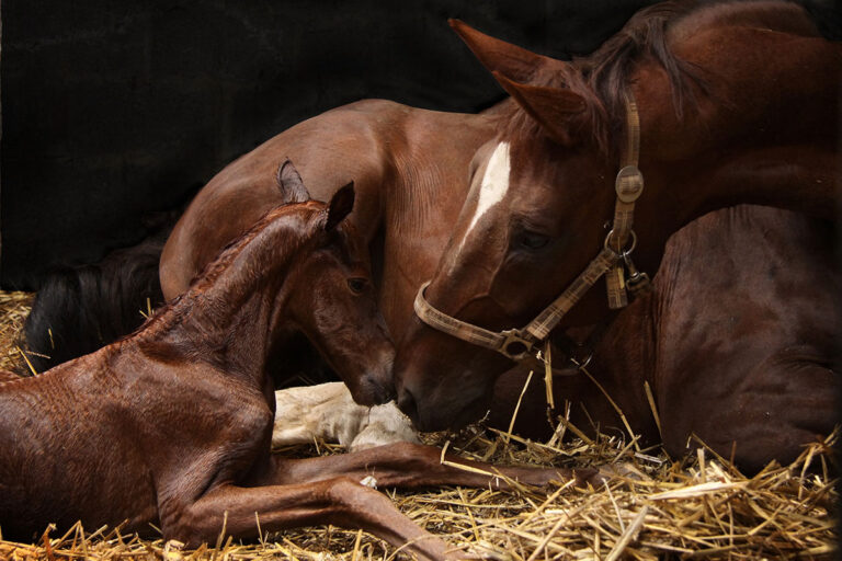 Advanced Equine Reproductive Techniques and Their Impacts – The Horse
