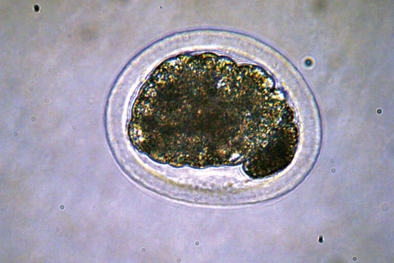 Advanced Equine Reproductive Techniques and Their Impacts – The Horse