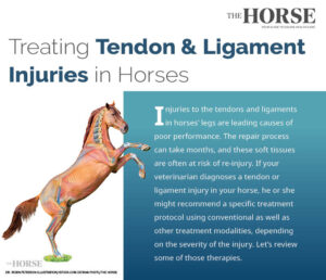 Treating Tendon and Ligament Injuries in Horses – The Horse