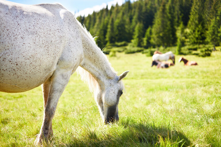 Building a Balanced Mare and Foal Diet – The Horse