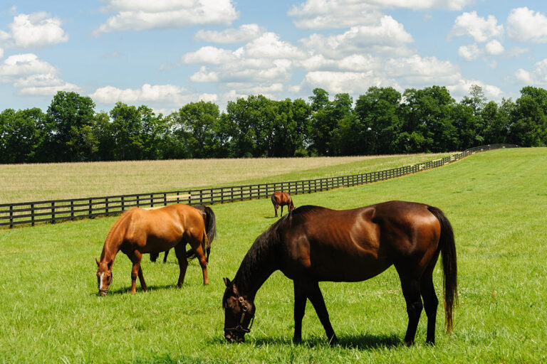 Building a Balanced Mare and Foal Diet – The Horse