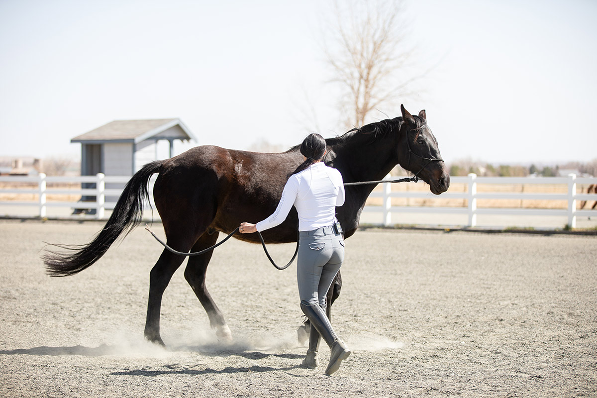 Skill, Science, and Sensitivity: Unpacking Horse Training Misconceptions