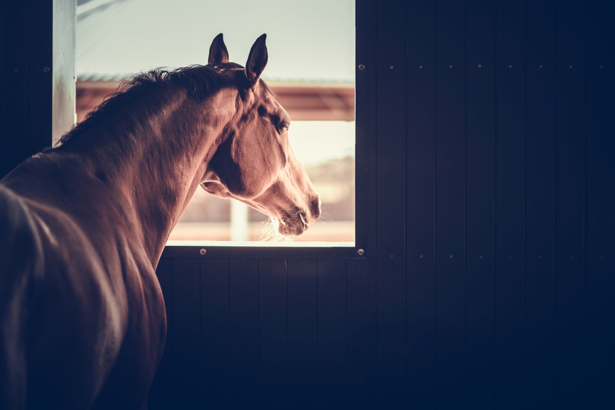 3 Horses Now Positive for EHV at California Farm - Practical Horseman