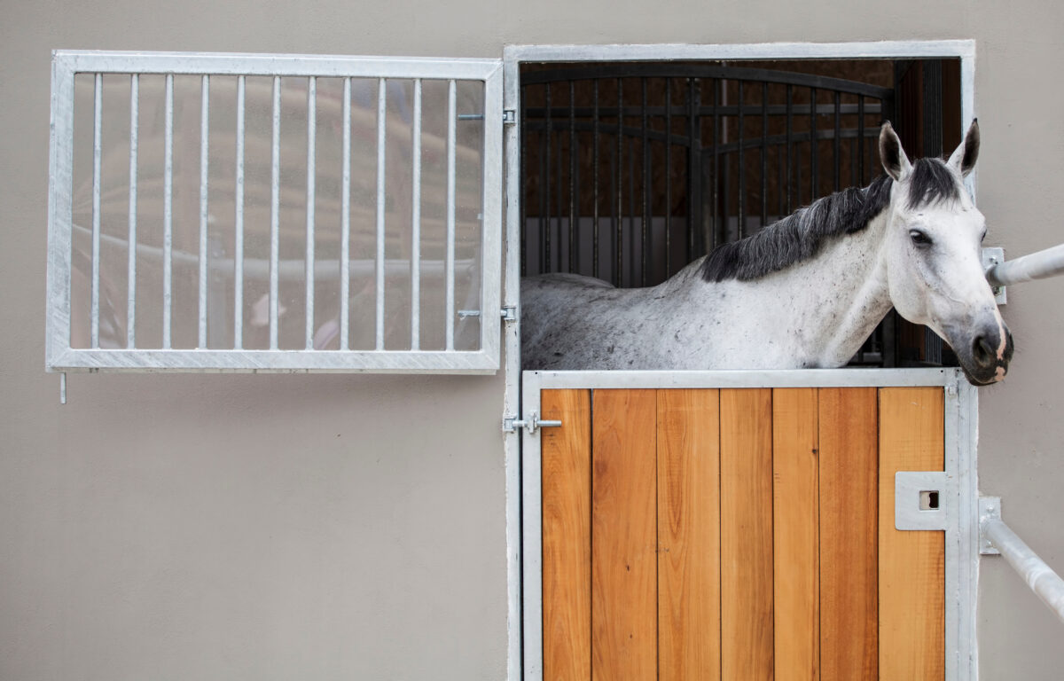 EHV-1 Case Confirmed at New York Showgrounds – The Horse