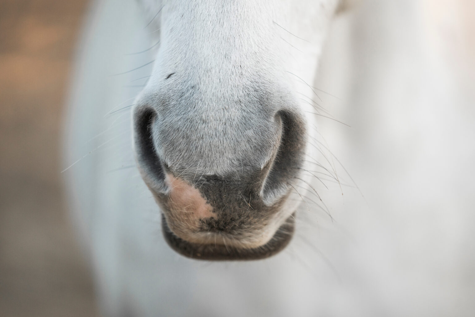 2 Ontario Horses Positive for Strangles - Equus Magazine