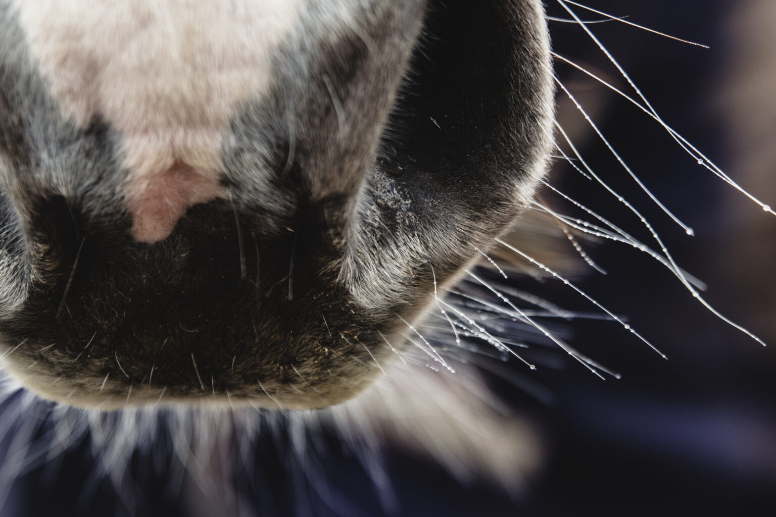 26-Year-Old Wisconsin Gelding Tests Positive for Strangles – The Horse