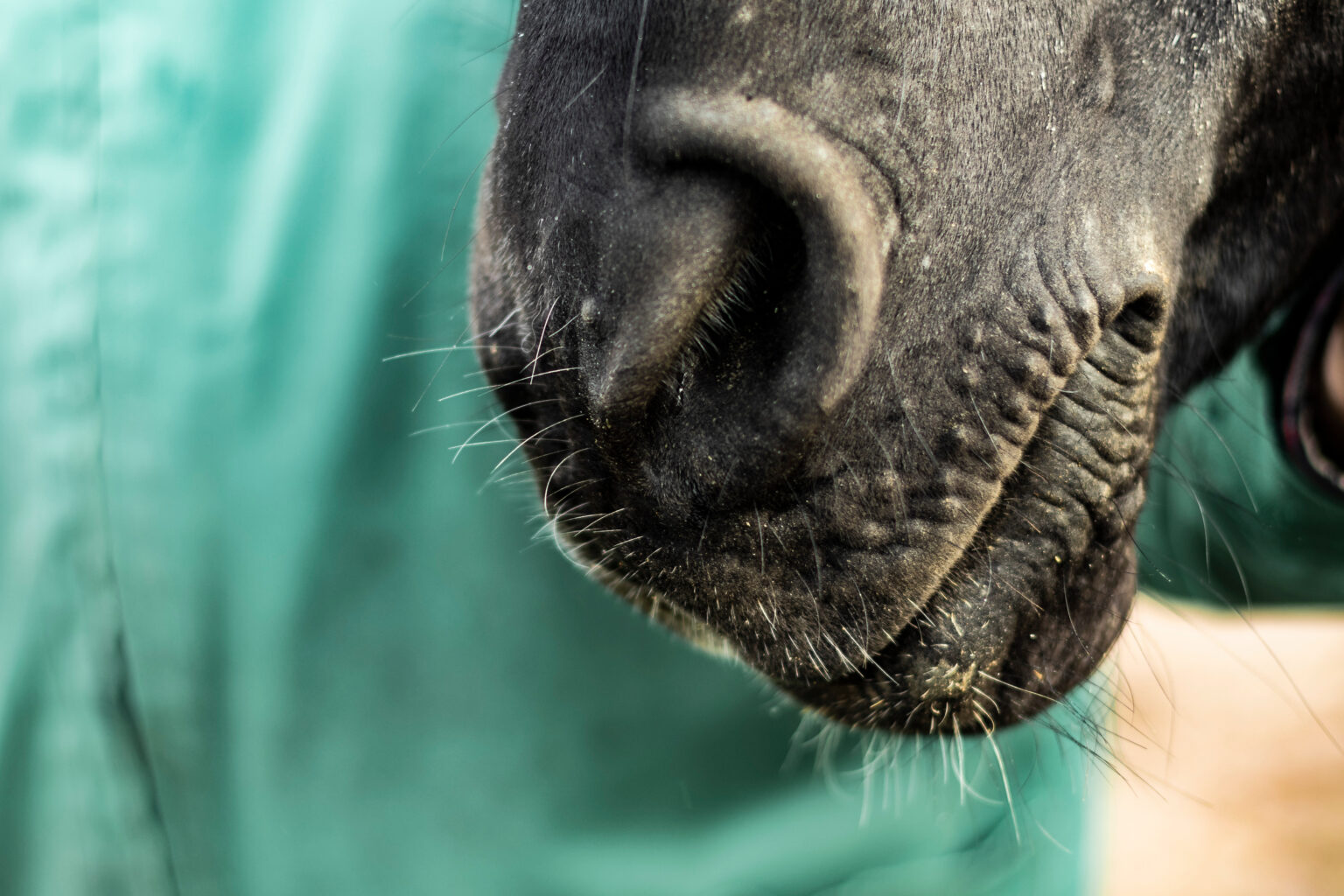 2 Strangles Cases Confirmed in Maryland - Equus Magazine