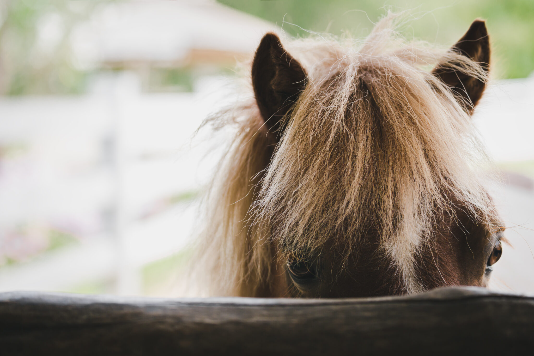 Ontario Miniature Horse Euthanized After Contracting EEE – The Horse